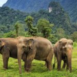 From Colombo: Udawalawa National Park Wildlife Safari - Why This Tour Offers Great Value
