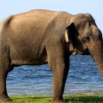 From Colombo: Udawalawa Safari & Elephant Transit Home Tour - Deep Dive: What Makes This Tour Stand Out