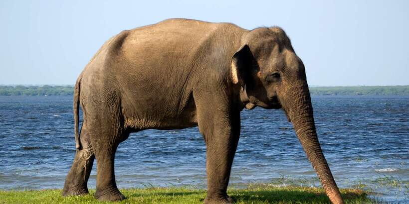 From Colombo: Udawalawa Safari & Elephant Transit Home Tour - Deep Dive: What Makes This Tour Stand Out