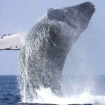 From Colombo: Whale Watching Tour with Breakfast & Transfers - Marine Wildlife Encounters