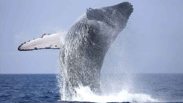 From Colombo: Whale Watching Tour with Breakfast & Transfers - Marine Wildlife Encounters
