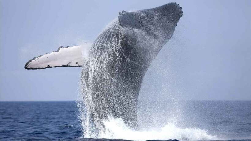 From Colombo: Whale Watching Tour with Breakfast & Transfers - Marine Wildlife Encounters