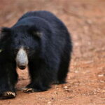 From Colombo: Yala and Ella 2-Day Tour with Jeep Safari - Practical Considerations and Value