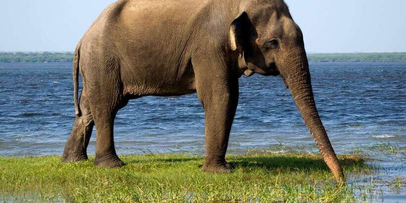 From Colombo: Yala National Park 4x4 Safari with Transfers - The Wildlife and Environment Experience