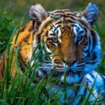 From Delhi: 8 Day Tiger Safari and Golden Triangle Tour - Transportation, Guides, and Accommodation
