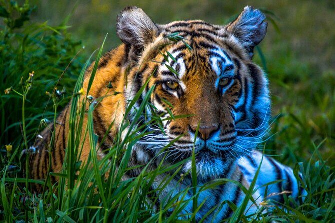 From Delhi: 8 Day Tiger Safari and Golden Triangle Tour - Transportation, Guides, and Accommodation
