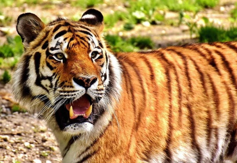 From Delhi: Golden Triangle & Ranthambore Tiger Safari Tour - Is It Worth It?