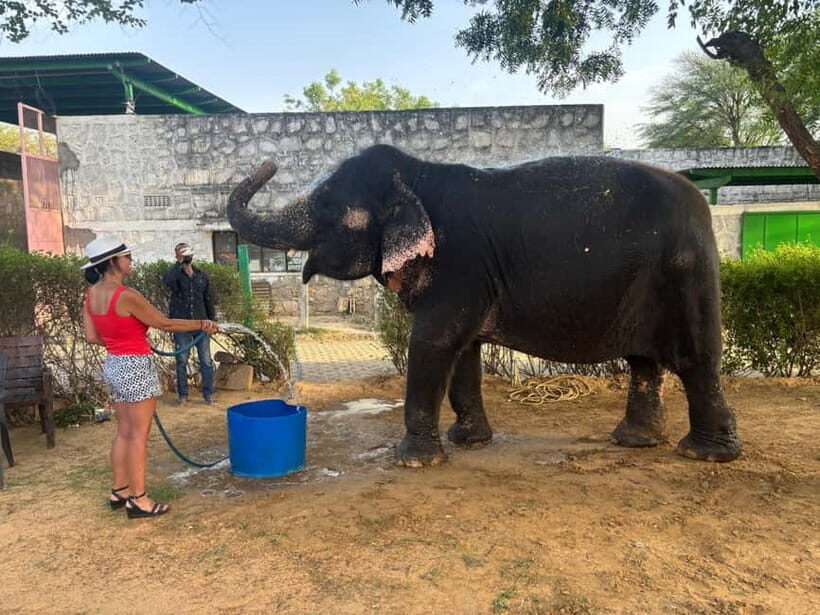 From Delhi: Jaipur Guided City Tour with Lunch - Analyzing the Experience and Its Value