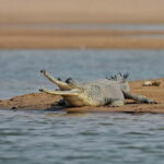 From Delhi : Private Chambal River Safari - Lunch and Relaxation by the River