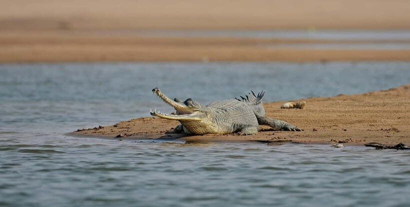 From Delhi : Private Chambal River Safari - Lunch and Relaxation by the River