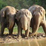 From Delhi: Sunrise Taj Mahal tour with Elephant Conservation - The Value of This Tour