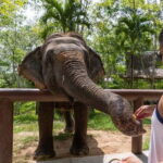 From Delhi: Taj Mahal, Agra Fort & Elephant Center Day Trip - Value and Cost Analysis