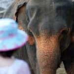 From Delhi: Taj Mahal, Agra Fort & Elephant Sanctuary Tour - What Makes This Tour a Great Choice?