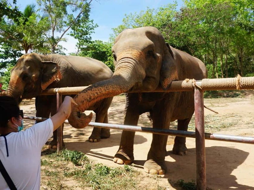 From Delhi: Taj Mahal, Agra Fort & Elephant Sanctuary Tour - Frequently Asked Questions