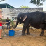 From Delhi: Taj Mahal Sunrise and Elephant Conservation Tour - Breakfast in Agra