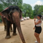 from Delhi Taj Mahal Sunrise Tour W SOS Elephant Conservati - Return Journey and Drop-off