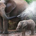 From Delhi: Taj Mahal Tour with Elephant Conservation Centre - Detailed Breakdown of the Itinerary