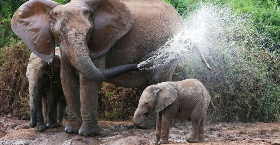 From Delhi: Taj Mahal Tour with Elephant Conservation Centre - Detailed Breakdown of the Itinerary