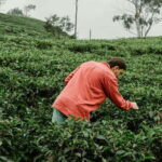From Ella: Tea Adventure in Haputale with Village Lunch - The Benefits of a Guided Tour with Small Groups