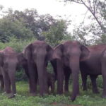 From Ella: Udawalawe National Park Safari Tour - Detailed Review of the Udawalawe Safari from Ella