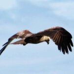 From Ella: Udawalawe & Yala National Parks 2-Day Tour - Who Will Love This Experience?