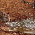 From Ella: Yala National Park Jeep Safari Tour - Who Should Book This Tour?