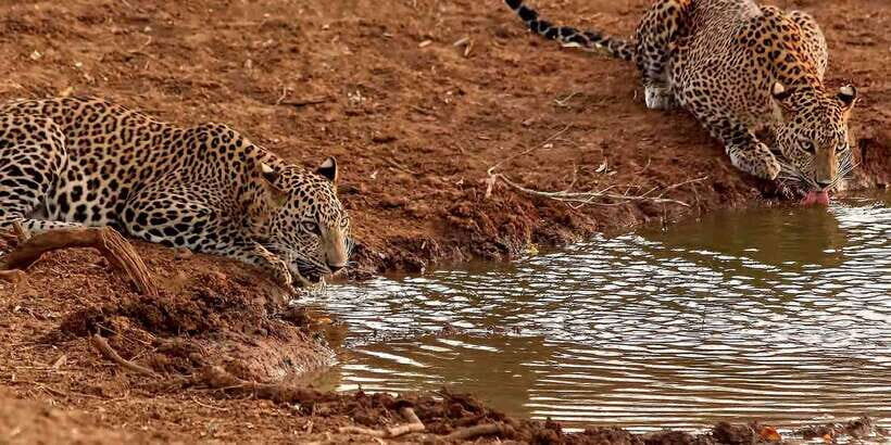 From Ella: Yala National Park Jeep Safari Tour - Who Should Book This Tour?