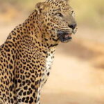 From Ella - Yala Safari - Drop-off : Galle/Mirissa/Hikkaduwa - Costs and What You’re Getting for the Price