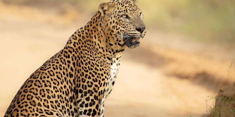 From Ella - Yala Safari - Drop-off : Galle/Mirissa/Hikkaduwa - Costs and What You’re Getting for the Price