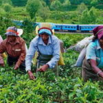 From Galle/Hikkaduwa/Mirissa: Day Trip to Experience Ella - Practical Considerations: Transport, Cost, and Timing