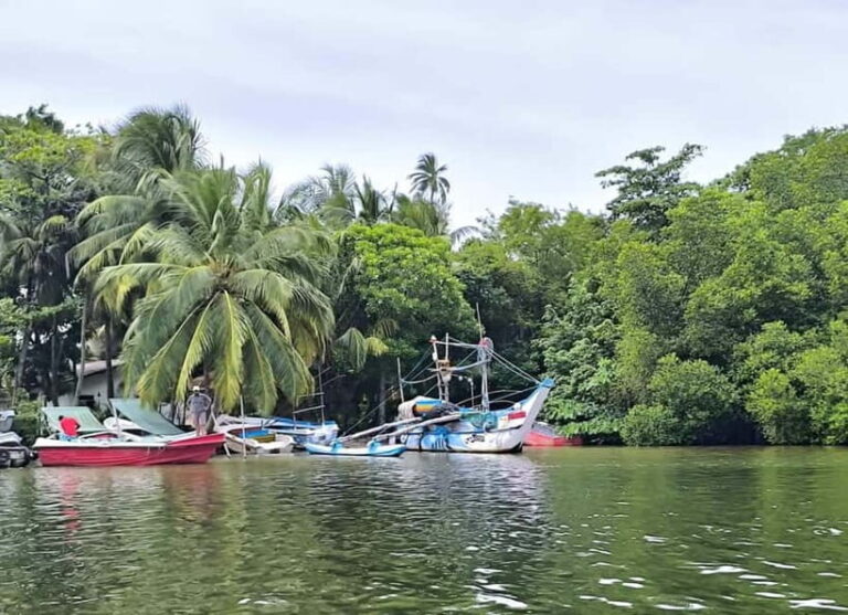 From Galle: Madu River Safari & Turtle Hatchery Visit - What Makes This Tour Stand Out?
