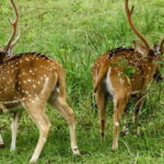 From Galle/Mirissa/Hikkaduwa - Yala Full Day Safari Tour - Detailed Breakdown of the Itinerary