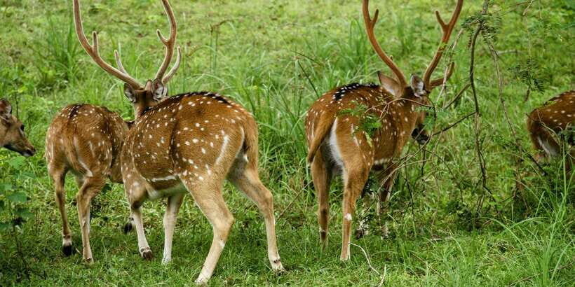 From Galle/Mirissa/Hikkaduwa - Yala Full Day Safari Tour - Detailed Breakdown of the Itinerary