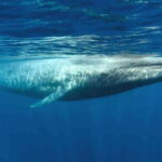 From Galle: Mirissa morning whale watching tour - The Boat & Onboard Experience