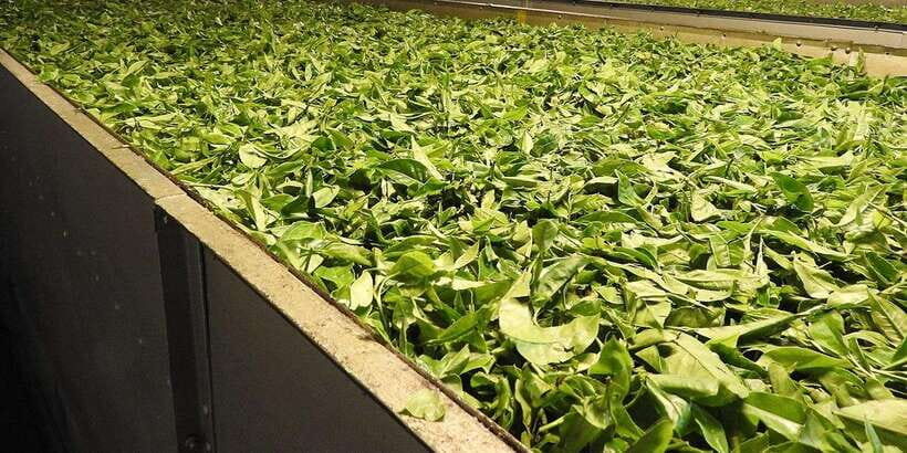 From Galle/Mirissa/Tangalle/Hikkaduwa Day trip to Ella Peaks - What’s Included and What to Consider