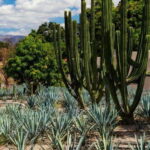 From Guadalajara to Tequila and Teuchitlan: Motorcycle Tour - The Itinerary in Detail