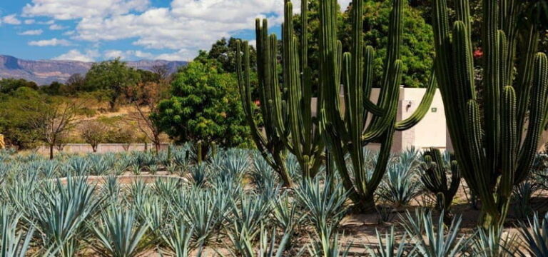 From Guadalajara to Tequila and Teuchitlan: Motorcycle Tour - The Itinerary in Detail