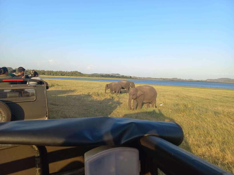 From Habarana: Minneriya National Park 4x4 Jeep Safari - The Itinerary in Detail