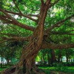 From Hanoi: Cuc Phuong National Park Day Trip by Private Car - Who Will Love This Tour?