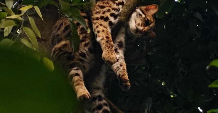 From Hanoi Explore Fresh Nature, See Wild Animal & Fireflies - A Deep Dive Into the Experience