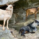 From Hanoi to Ninh Binh Daily Tour with Lunch, Biking, Boat Trip - Possible Drawbacks or Considerations