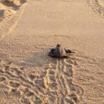 From Huatulco: Turtle Release & Bioluminescence - Why This Tour Offers Great Value
