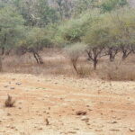 From Jaipur: 2 Day Ranthambore Tiger Safari with Transfers - The Experience: What to Expect from This Safari