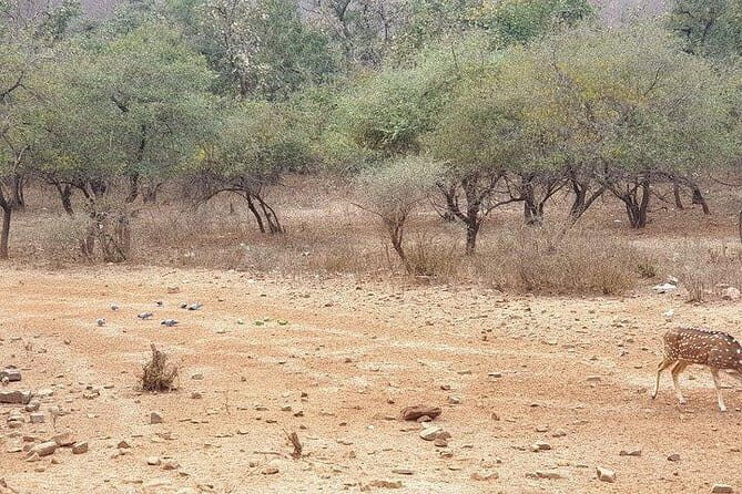 From Jaipur: 2 Day Ranthambore Tiger Safari with Transfers - The Experience: What to Expect from This Safari