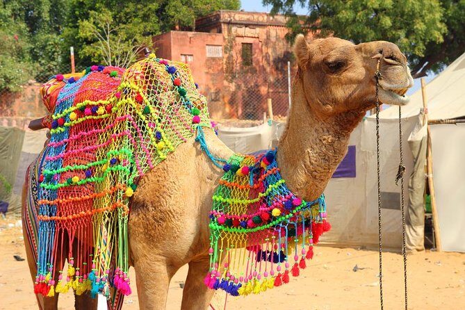 From Jaipur: Pushkar Self-Guided Day Trip - The Transport and Logistics