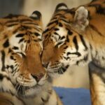 From Jaipur Ranthambore Tiger Safari Day Trip - Returning to Jaipur & Optional Dinner