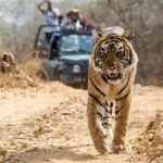 From Jaipur: Ranthambore Tiger Safari Private Day Tour - Final Thoughts
