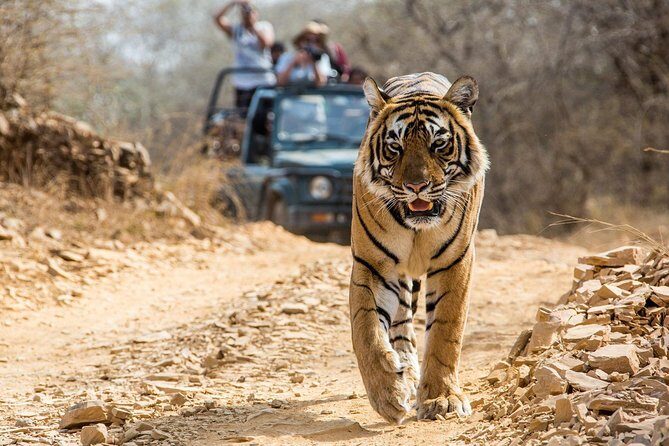 From Jaipur: Ranthambore Tiger Safari Private Day Tour - Final Thoughts