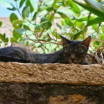 From Jaisalmer: Kuldhara and Khaba Fort Private Tour - FAQ