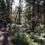 From Kamakura: Daibutsu Hiking Trail Tour with Local Guide - An In-Depth Look at the Kamakura Daibutsu Hiking Trail Tour